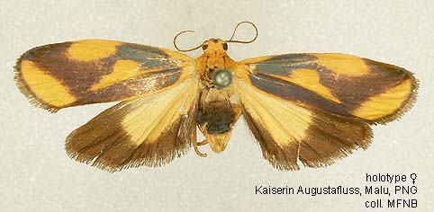 Papua Insects Foundation (Lepidoptera/Erebidae(Arctiinae)/Lambula ...